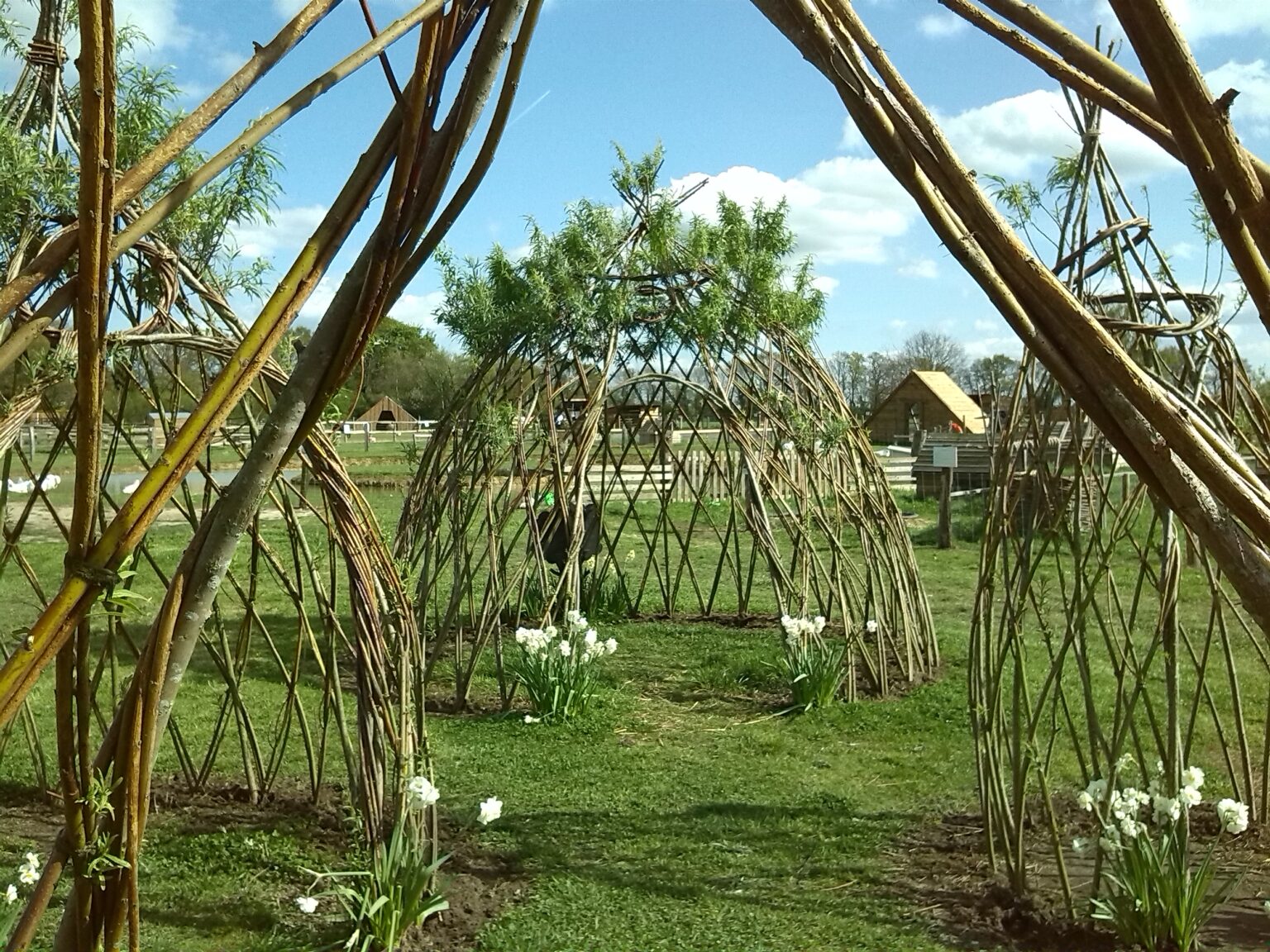 Living Willow Tunnel or Dome – Wakelyns