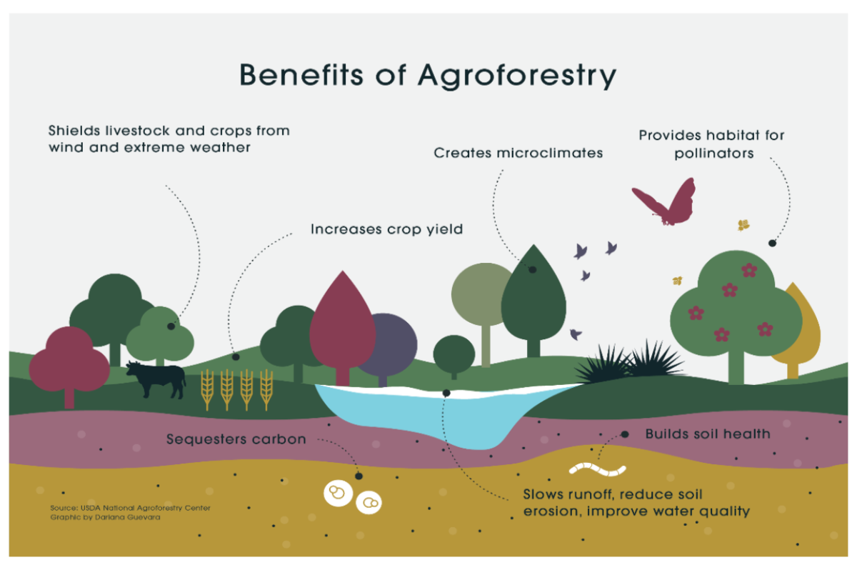 Agroforestry – Wakelyns